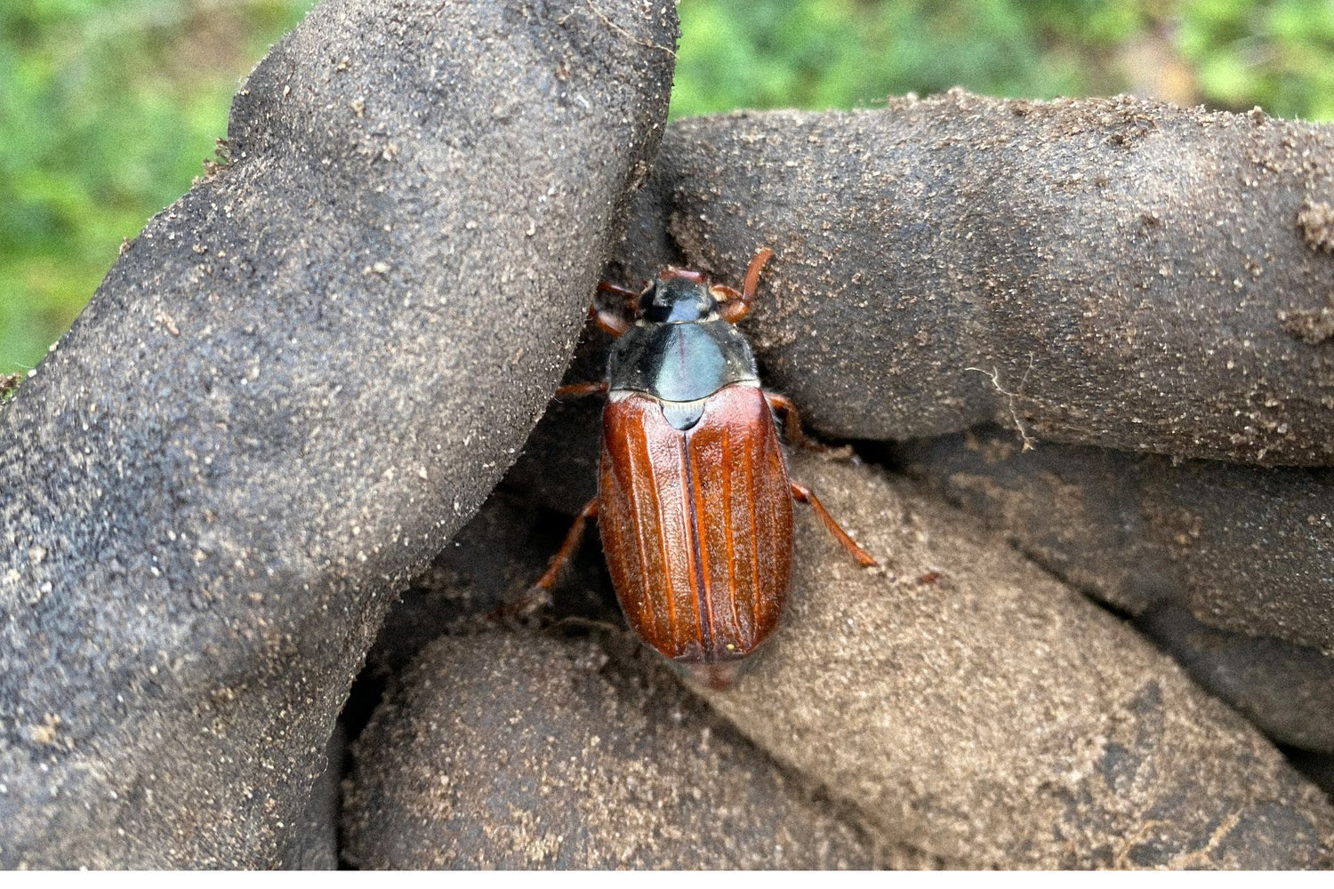Alles über den Maikäfer: Erkennen, Vorbeugen und Bekämpfen