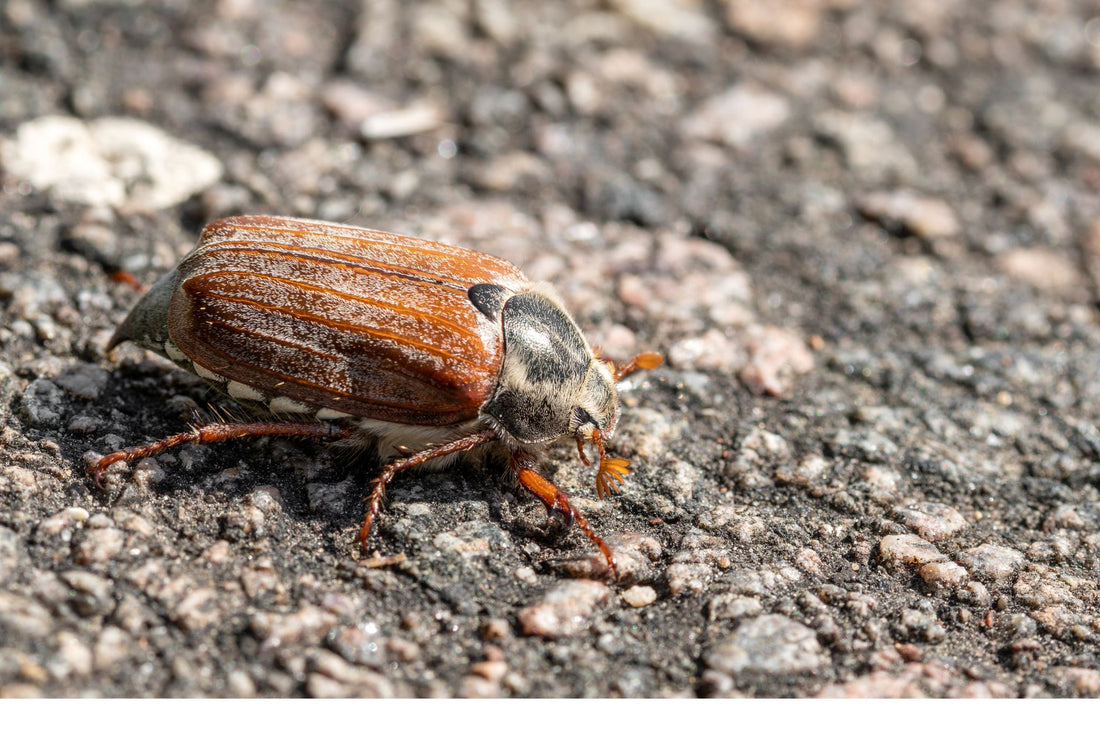 Alles über den Maikäfer: Erkennen, Vorbeugen und Bekämpfen