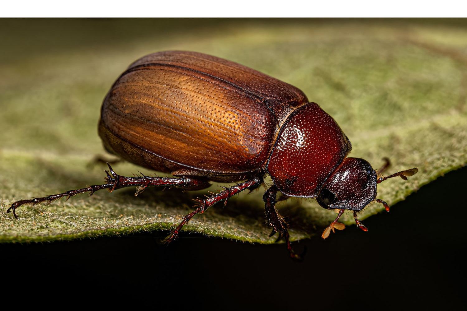 Alles über den Maikäfer: Erkennen, Vorbeugen und Bekämpfen