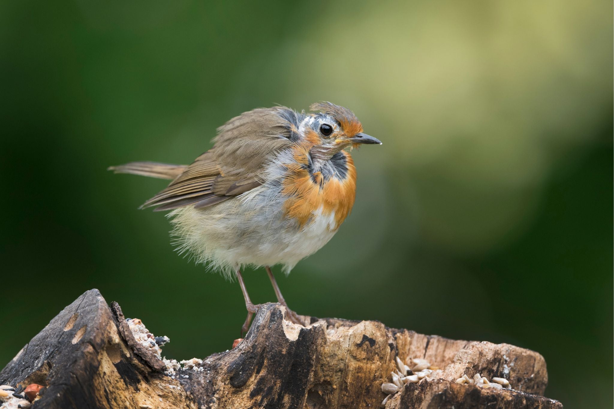 Rote Vogelmilbe bekämpfen, erkennen und nachhaltig behandeln