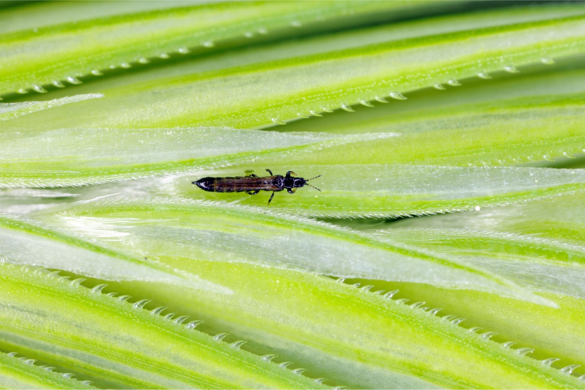 Thripse erkennen, bekämpfen, vorbeugen: Ein umfassender Leitfaden