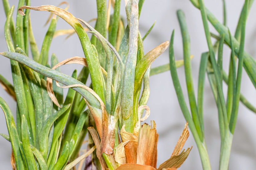 Thripse erkennen, bekämpfen, vorbeugen: Ein umfassender Leitfaden