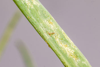 Thripse erkennen, bekämpfen, vorbeugen: Ein umfassender Leitfaden