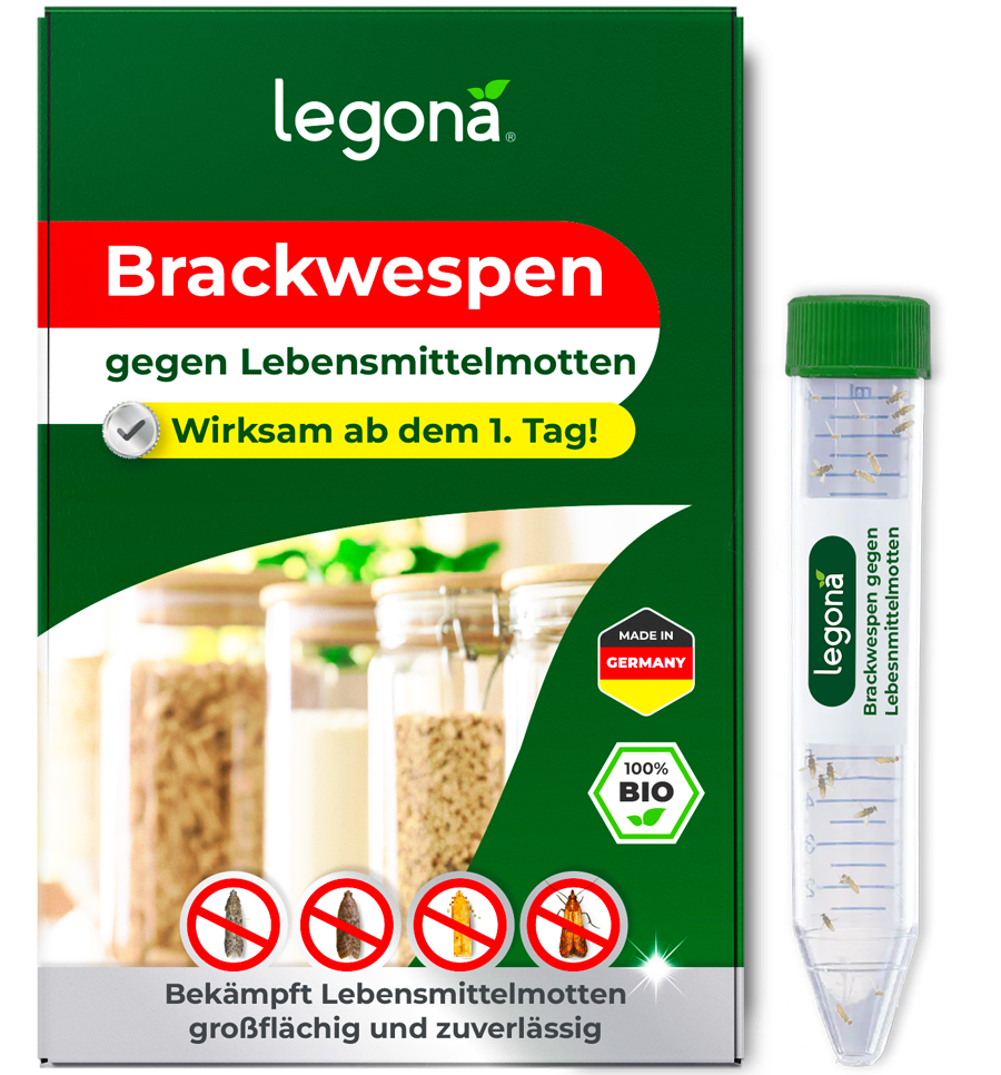 Brackwespen gegen Lebensmittelmotten auf Gewerbeflächen | Legona
