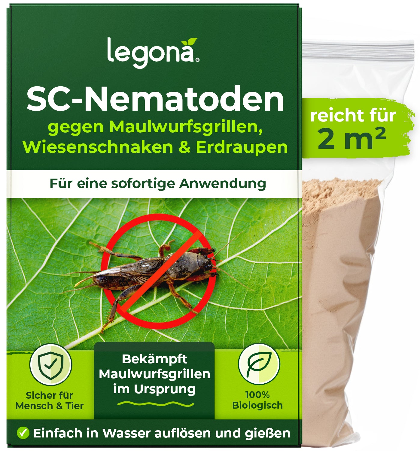 Hartnäckiger Gartenschädling: der Dickmaulrüssler