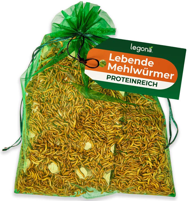 Lebende Mehlwürmer kaufen | Legona