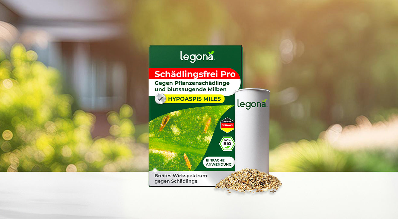 Rote Vogelmilbe bekämpfen, erkennen und nachhaltig behandeln