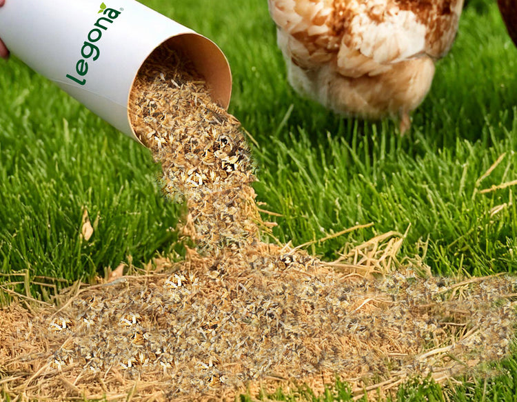 Rote Vogelmilbe bekämpfen, erkennen und nachhaltig behandeln