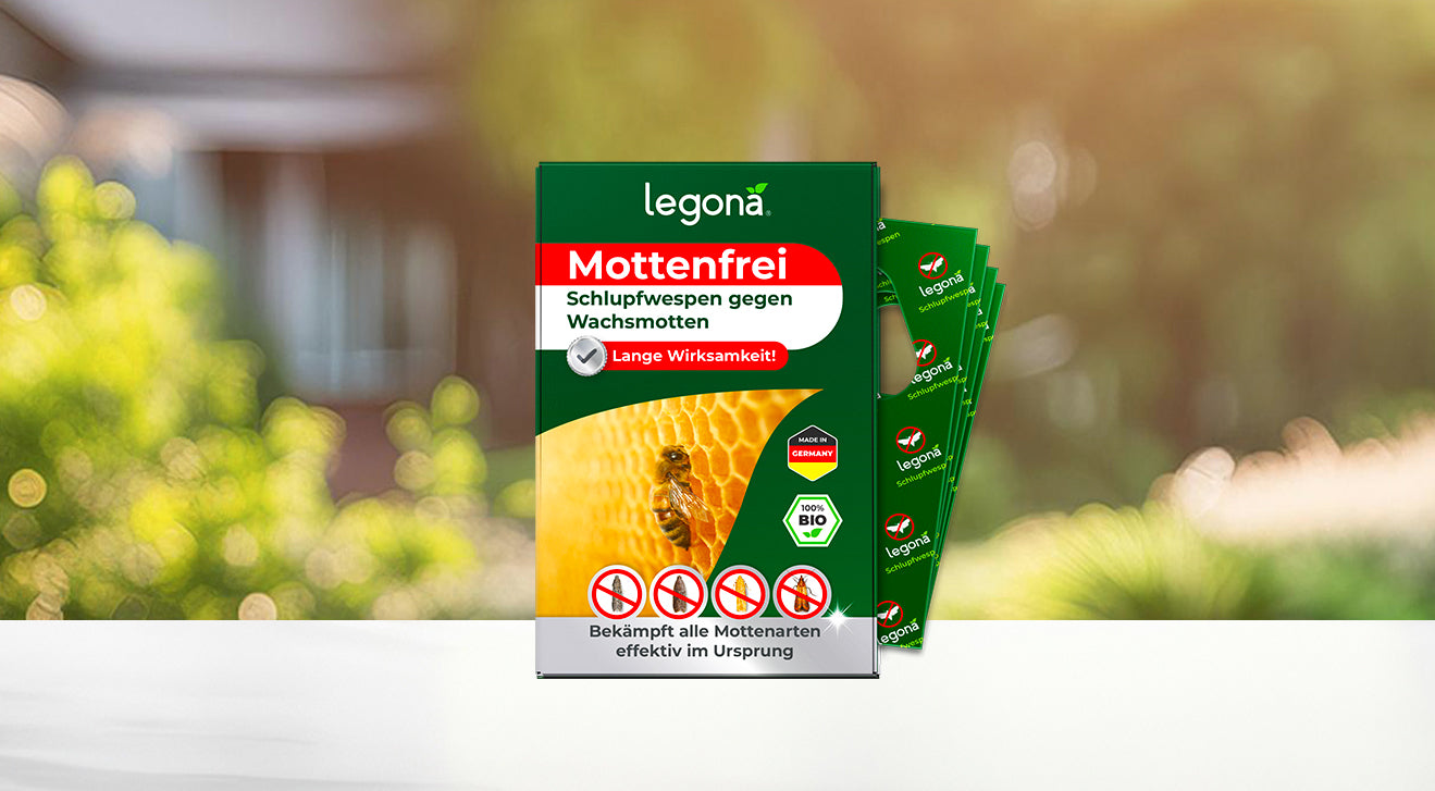 Wachsmotten erkennen und bekämpfen – bienenfreundlich ans Ziel