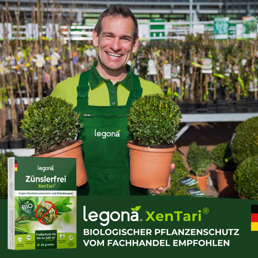 Kohlweißling: Tipps zum Erkennen, Vorbeugen & Bekämpfen